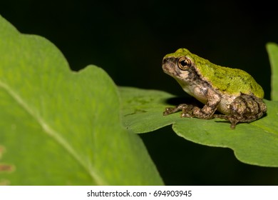 Gray Tree Frog Metamorph Stock Photo 694903945 | Shutterstock