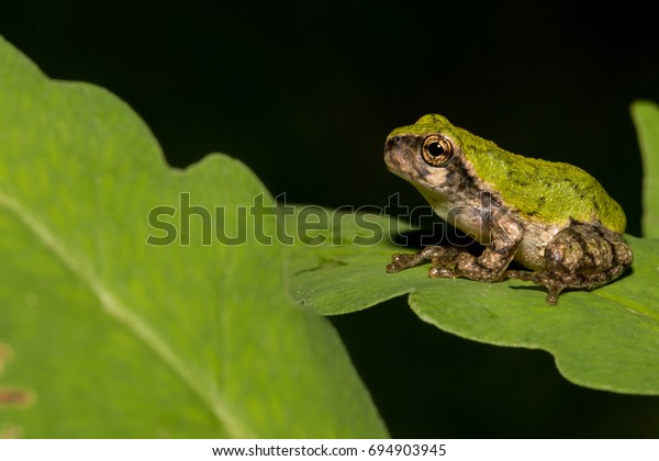 Gray Tree Frog Metamorph Stock Photo 694903945 | Shutterstock