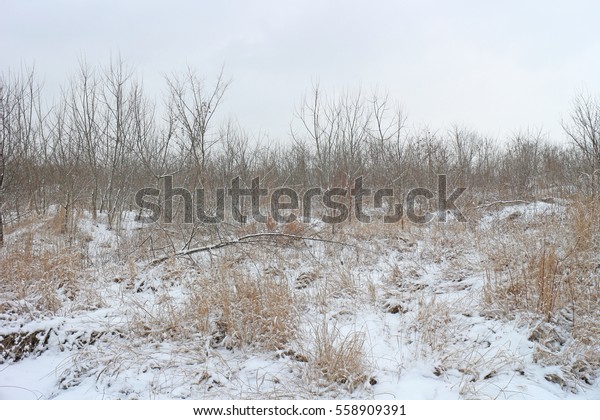 Gray Winter Day Snow Falling Bushes Stock Photo 558909391 | Shutterstock