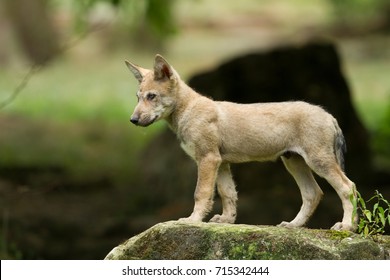 1,389 Grey wolf cub Images, Stock Photos & Vectors | Shutterstock