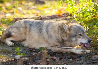 Gray Wolf Eating Bone Stock Photo 144478627 | Shutterstock