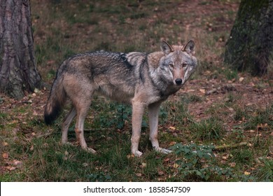 5,188 Grey wolf walking Images, Stock Photos & Vectors | Shutterstock