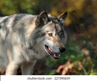 Gray Wolf Forest During Fall Stock Photo 227390659 | Shutterstock