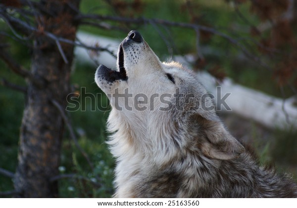 Gray Wolf Howling Stock Photo (Edit Now) 25163560