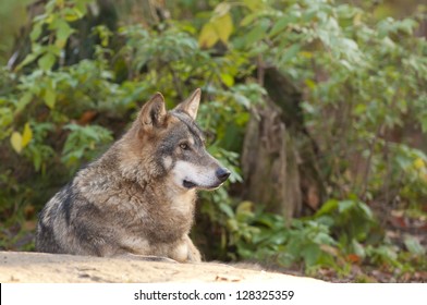 Gray Wolf Laid Down Stock Photo 128325359 | Shutterstock
