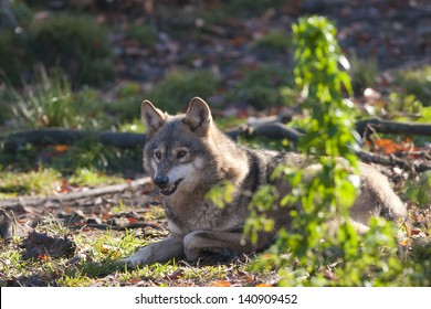 486 Wolf laying down Images, Stock Photos & Vectors | Shutterstock