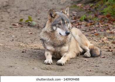 486 Wolf laying down Images, Stock Photos & Vectors | Shutterstock