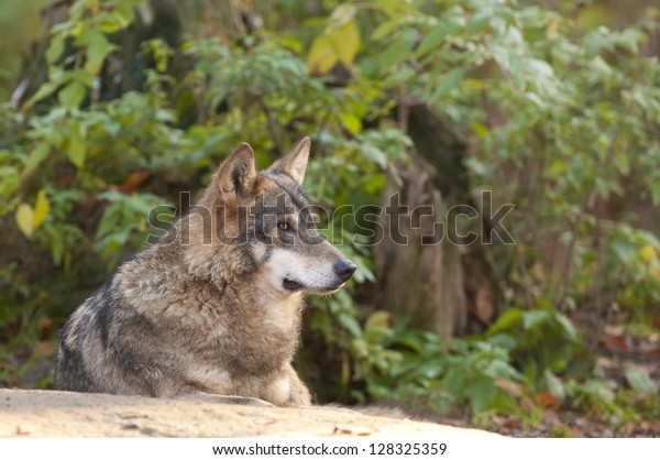 Gray Wolf Laid Down Stock Photo 128325359 | Shutterstock