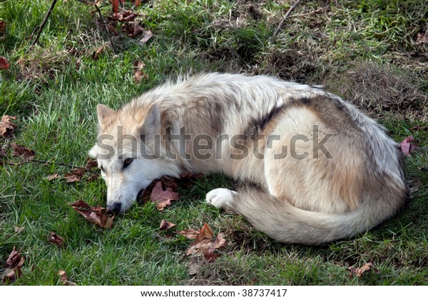 Gray Wolf Lying Down Eyes Open Stock Photo 38737417 | Shutterstock