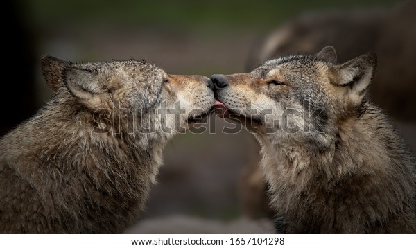 Gray Wolf Pack Forest Stock Photo (Edit Now) 1657104298