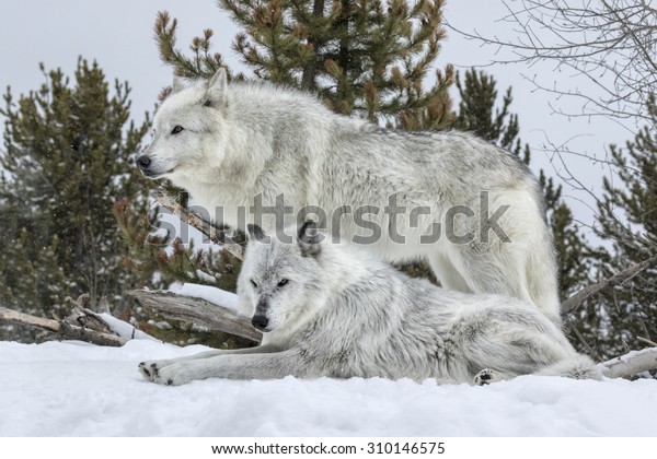 Gray Wolf pair sitting together