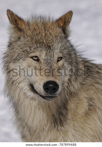 Gray Wolf Portrait Stock Photo 787899688 | Shutterstock