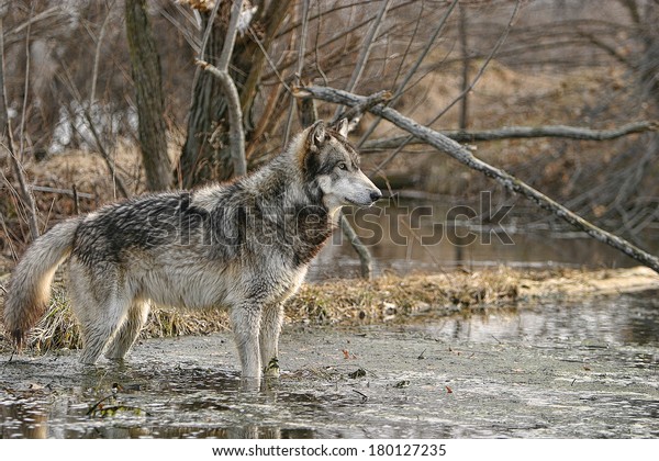 Gray Wolf Profile Stock Photo 180127235 | Shutterstock