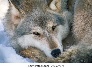 5,630 Resting Wolf Images, Stock Photos & Vectors | Shutterstock