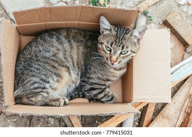 Graybrown Cat Empty Box Stock Photo 779415031 | Shutterstock