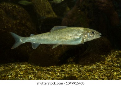 Thymallinae Images, Stock Photos & Vectors | Shutterstock