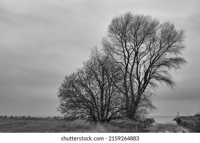 6,191 Grayscale tree Images, Stock Photos & Vectors | Shutterstock