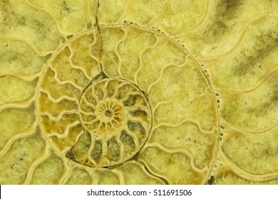 1,679 Golden ratio animal Images, Stock Photos & Vectors | Shutterstock