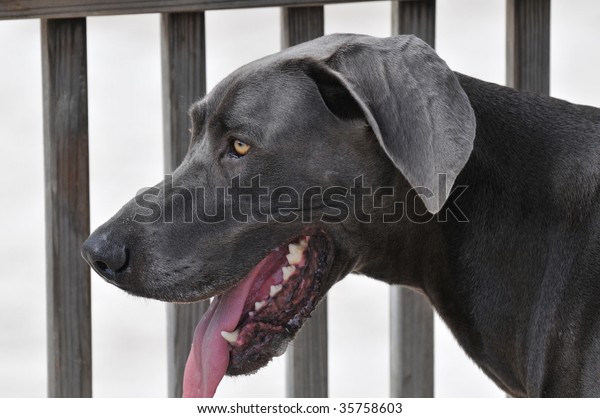 Great Dane Portrait Stock Photo 35758603 | Shutterstock