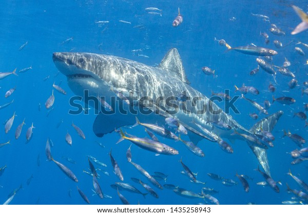 Great White Shark Mexico Stock Photo 1435258943 | Shutterstock Great White Shark Mexico Stock Photo 1435258943 | Shutterstock
