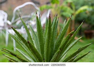 9,687 Pointer plant Images, Stock Photos & Vectors | Shutterstock