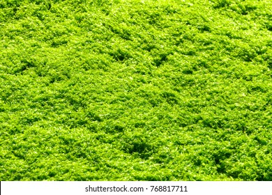 Green Algae Background Stock Photo 768817711 | Shutterstock