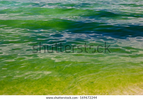 Green Algae Bloom Ocean Stock Photo 169672244 | Shutterstock