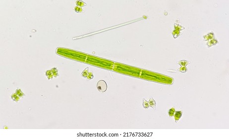 11,290 Small algae Images, Stock Photos & Vectors | Shutterstock