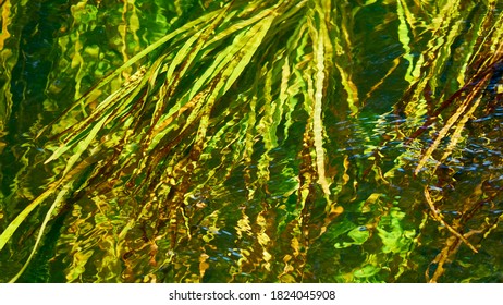113 Kelp stem Images, Stock Photos & Vectors | Shutterstock