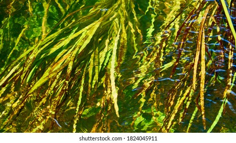 113 Kelp stem Images, Stock Photos & Vectors | Shutterstock