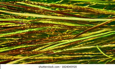 113 Kelp stem Images, Stock Photos & Vectors | Shutterstock