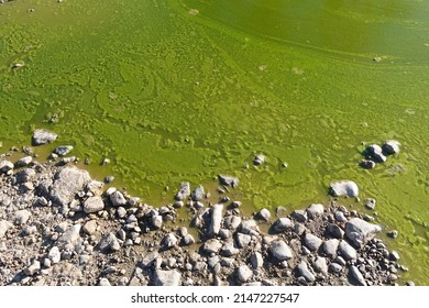 Green Algae Slime Puddle Stock Photo 2147227547 | Shutterstock