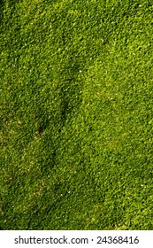 512 Saltwater moss Images, Stock Photos & Vectors | Shutterstock