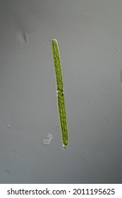 Green Algae Under Microscope 100x Stock Photo 2011195625 | Shutterstock