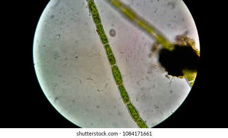 Filamentous Green Algae Under Microscope Stock Photo 1083670505 ...