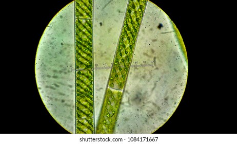 Green Algae Under Microscope Stock Photo 1084171667 | Shutterstock
