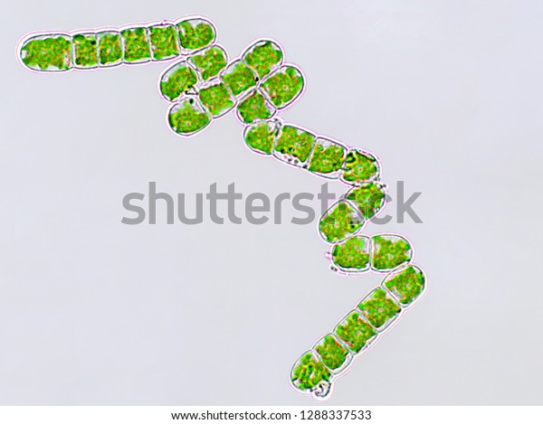 Green Algae Under Microscopic View Stock Photo 1288337533 | Shutterstock