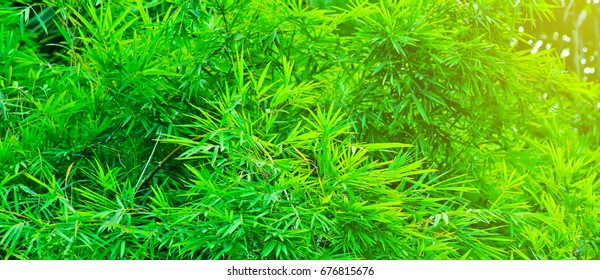 5,540 Bamboo Tree Top View Images, Stock Photos & Vectors | Shutterstock