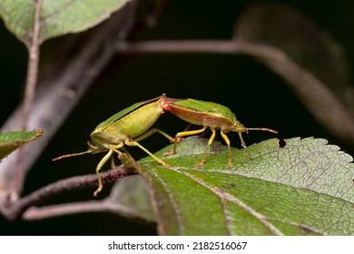 1,571 Smelly insect Images, Stock Photos & Vectors | Shutterstock