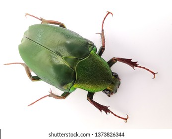900 Bettle Images, Stock Photos & Vectors | Shutterstock