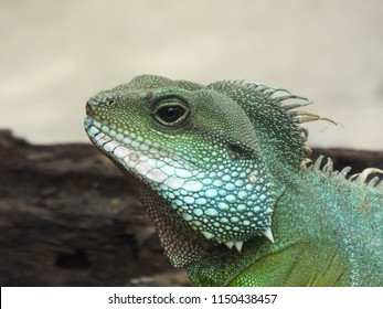 24,257 imágenes de Lizards face - Imágenes, fotos y vectores de stock ...