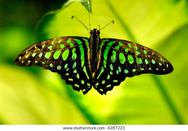 Green Butterfly Green Background Stock Photo 4287223 | Shutterstock