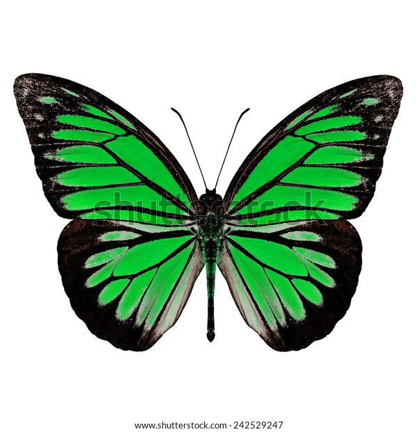 Green Butterfly Upper Wing Profile Isolated Stock Photo 242529247 ...