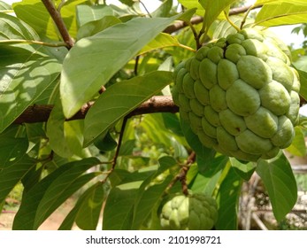 572 Lumpy tree Images, Stock Photos & Vectors | Shutterstock