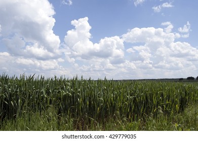 Green Corn Stock Photo 429779035 | Shutterstock