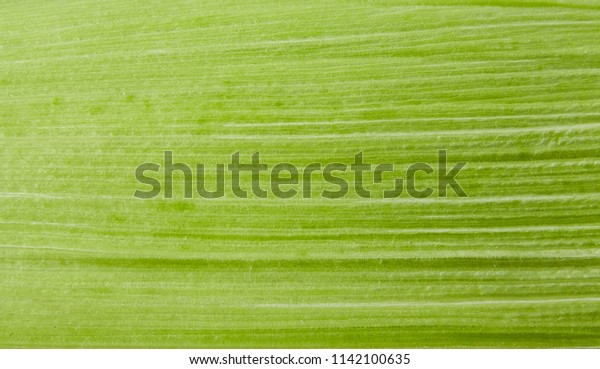 Green Corn Leaf Close Nature Background Stock Photo (Edit Now) 1142100635