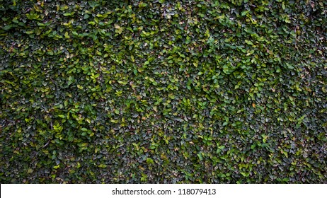 66,876 Creeper On Wall Images, Stock Photos & Vectors | Shutterstock