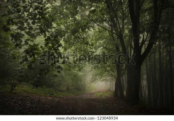 Green Dark Forest Path Stock Photo 123048934 | Shutterstock