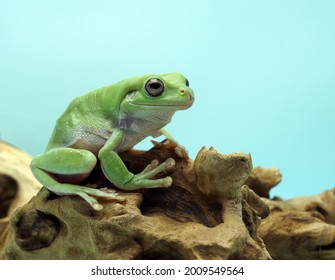 Green Dumpy Frog Blue Background Stock Photo 2009549564 | Shutterstock