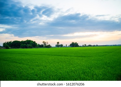 Green Endless Fields Stock Photo 1612076206 | Shutterstock